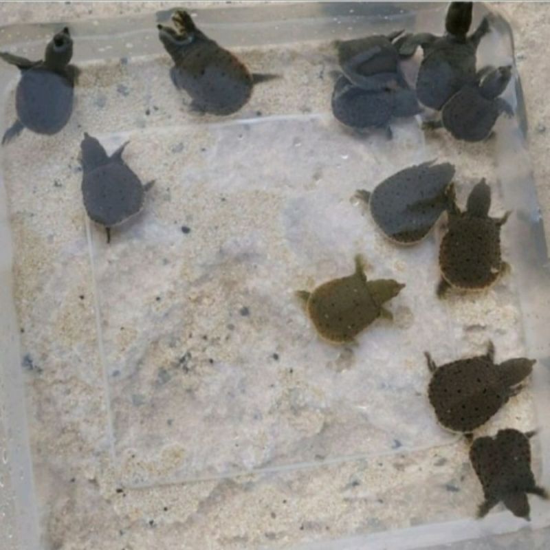 Jual kura kura bulus murah | Shopee Indonesia