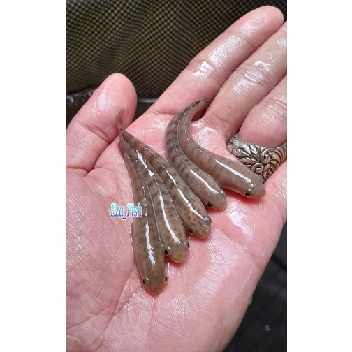 Jual bibit ikan gabus 4-6cm (sudah makan pelet) | Shopee Indonesia