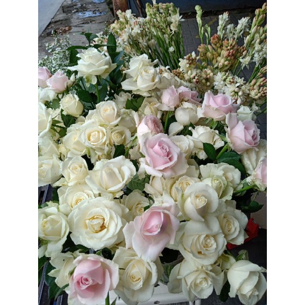 Jual bunga mawar segar per tangkai (bukan buket bunga) khusus ...