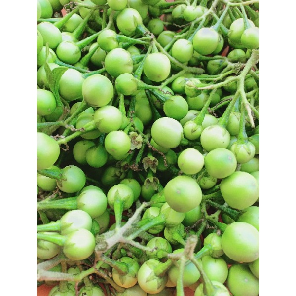 Jual buah rimbang/takokak organik | Shopee Indonesia