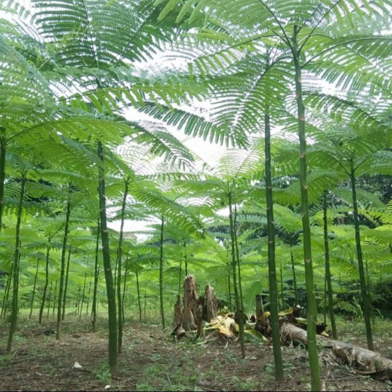 Jual pakis brazil 3 meter | Shopee Indonesia