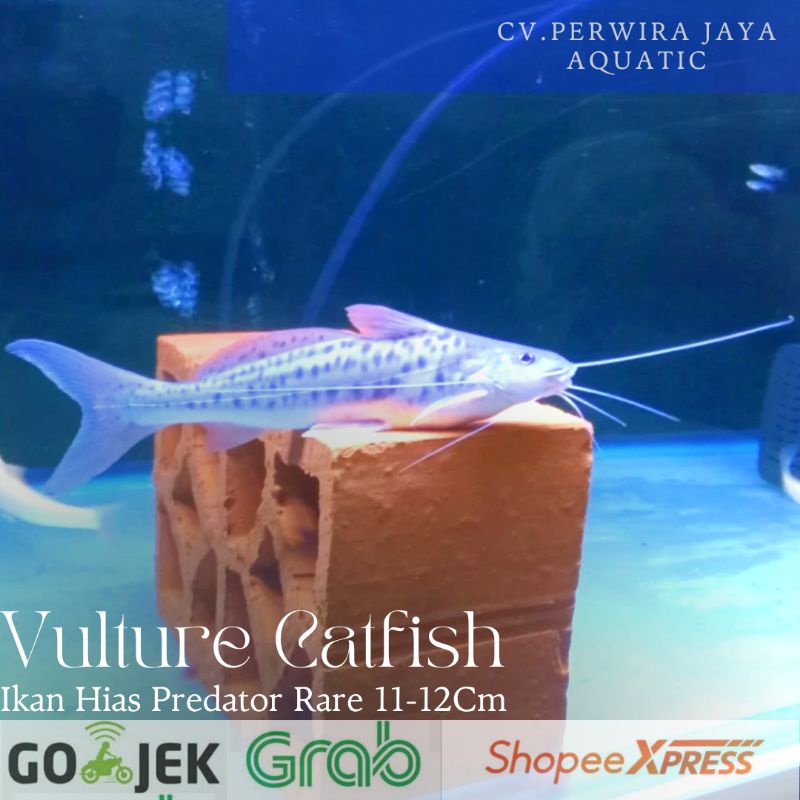 Jual Tankmate Predator Rare Vulture Catfish Hiasan Aquarium | Shopee ...