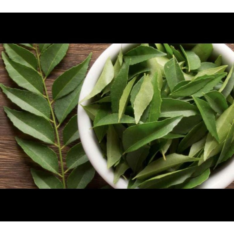 Jual Daun Kare/Kari/Salam Koja Organik 500gr | Shopee Indonesia