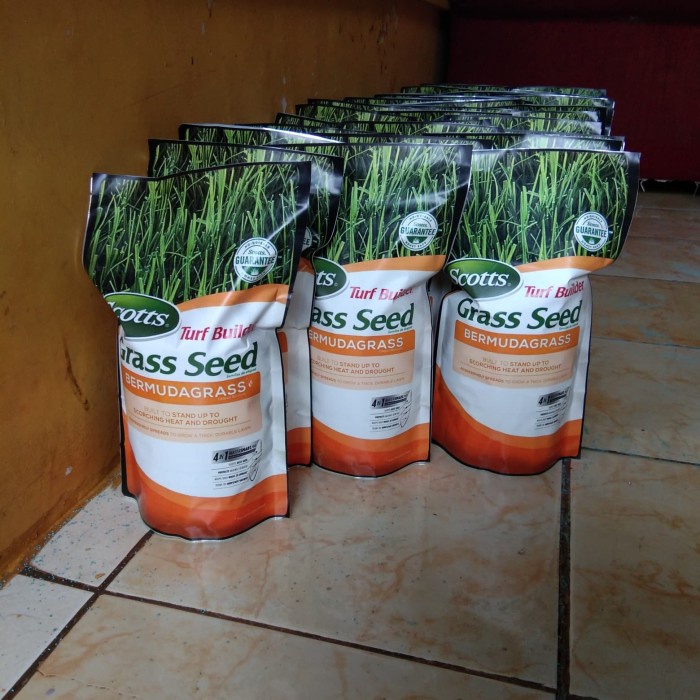 Jual Benih rumput golf bermuda scotts grass | Shopee Indonesia