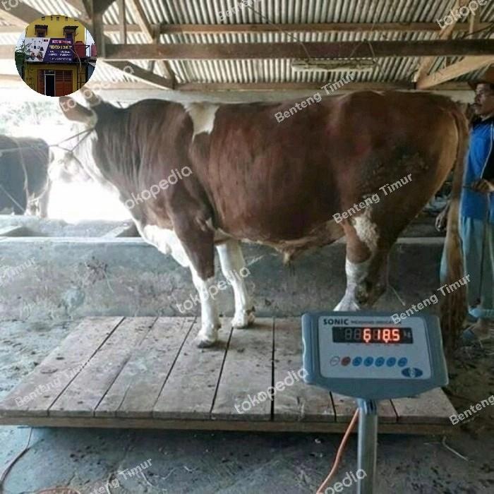 Jual Timbangan Sapi 2 Ton Sonic A1X Auto Hold Model Loadbar | Shopee ...