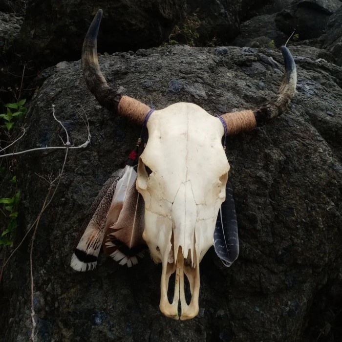 Jual best NEW Hiasan Dinding Tengkorak Sapi Asli Sumpah | Shopee Indonesia