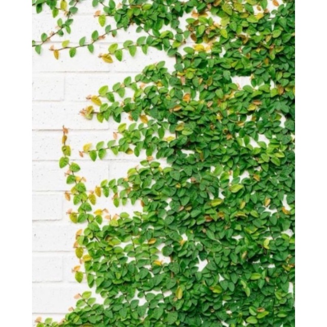 Jual Tanaman hias/rambat dolar daun kecil | Shopee Indonesia Jual Tanaman hias/rambat dolar daun kecil | Shopee Indonesia