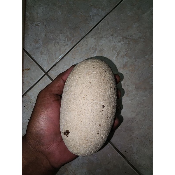 Jual batu posil telur burung onta langka kuno unik | Shopee Indonesia