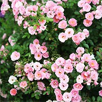 Jual Mawar Baby Rose- Indukan | Shopee Indonesia