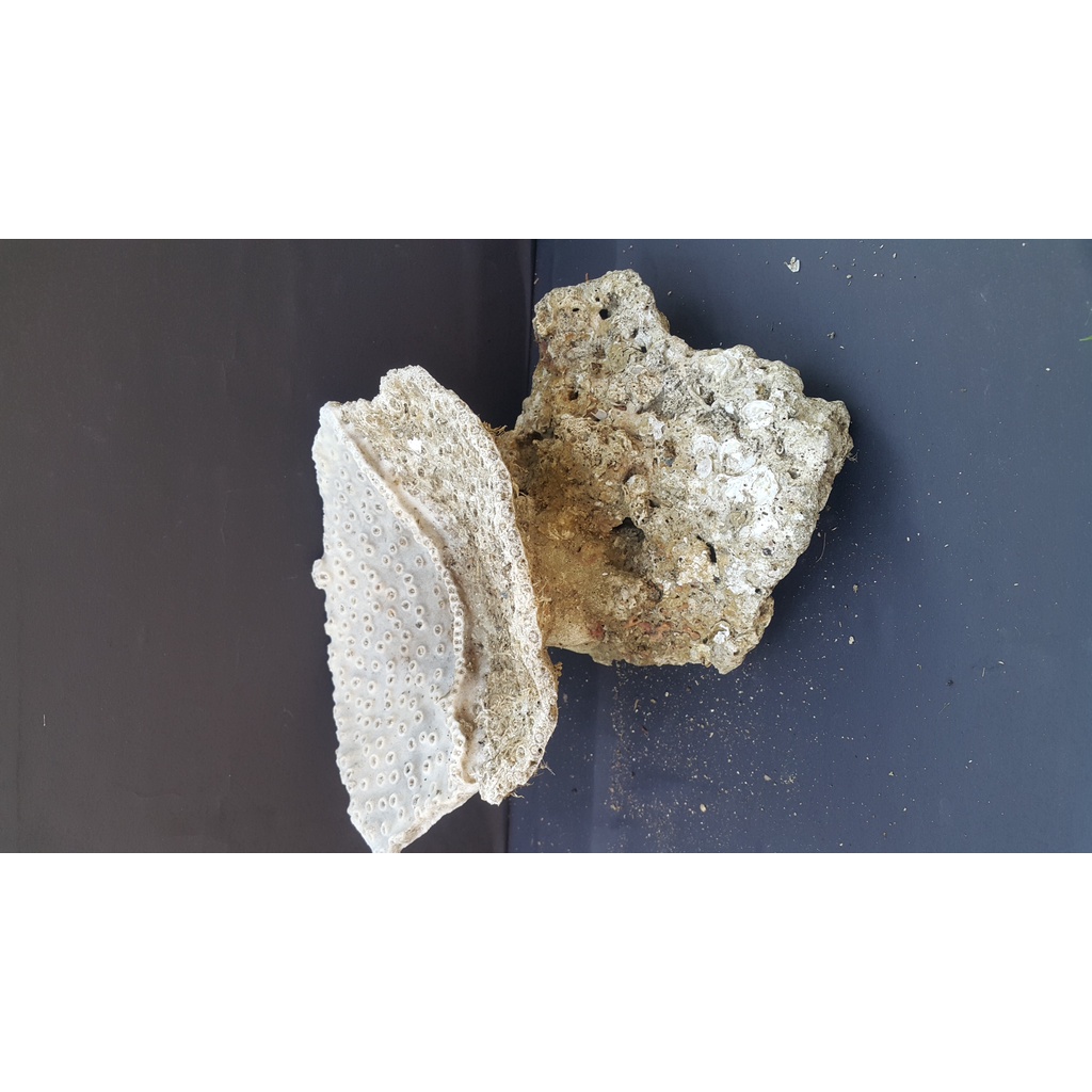 Jual Batu terumbu karang bentuk jamur A2 | Shopee Indonesia