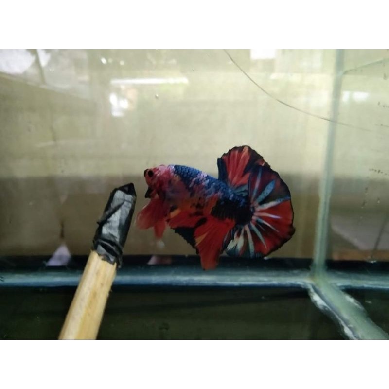 Jual Cupang kontes SNI Giant HMPK multicolor Bahanan Mutasi up umur 3 ...