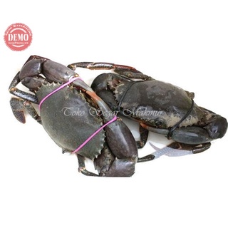 Jual Kepiting Hidup Kepiting Segar Kepiting Bakau Jumbo 1Kg | Shopee ...