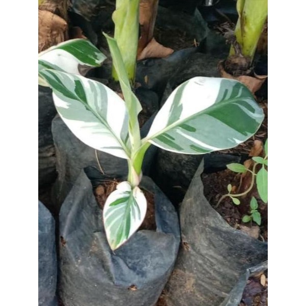 Jual pisang varigata/musaeae varigata | Shopee Indonesia