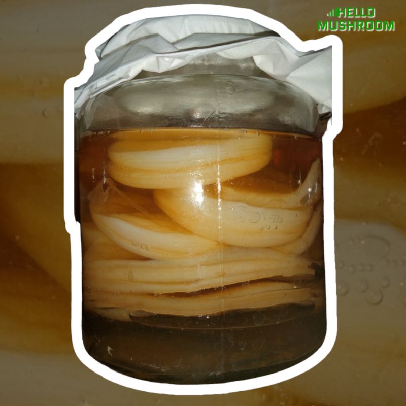 Jual Jamur Scoby Kombucha | Shopee Indonesia
