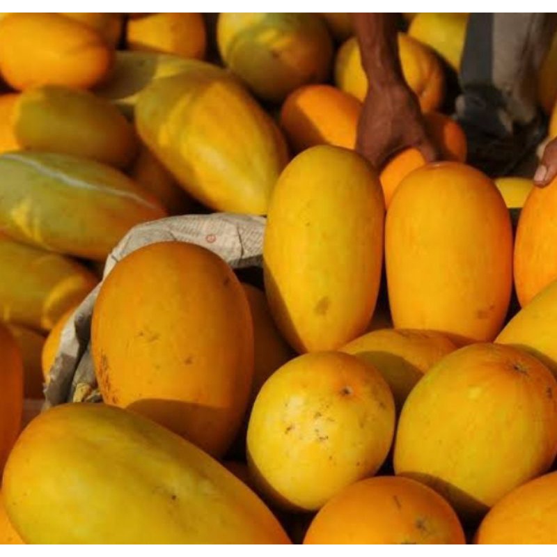 Jual TIMUN SURI MAS HARUM FRESH ( HARAP DI CHAT DAHULU ) | Shopee Indonesia