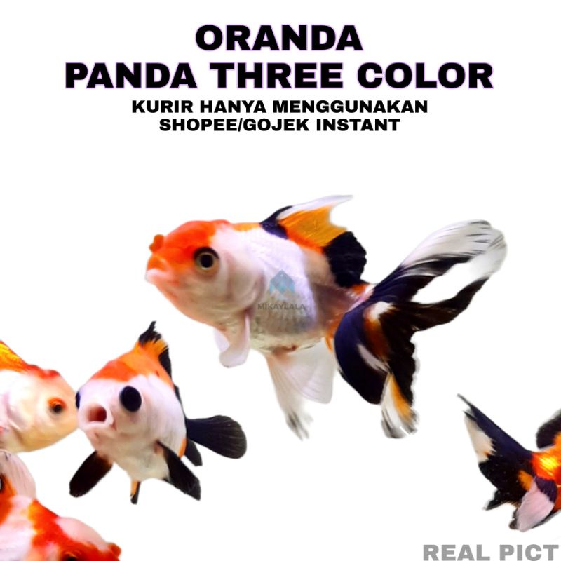 Jual IKAN KOKI ORANDA PANDA 3C TRICOLOR BLACK GOLD | Shopee Indonesia
