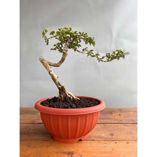 Jual Bonsai Sakura Micro siap pajang ready to order | Shopee Indonesia