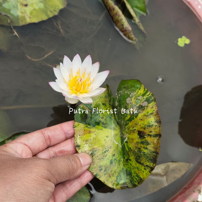 Jual YESSS BIBIT TANAMAN AIR TERATAI PUTIH PINK VARIEGATA ARMY | Shopee ...