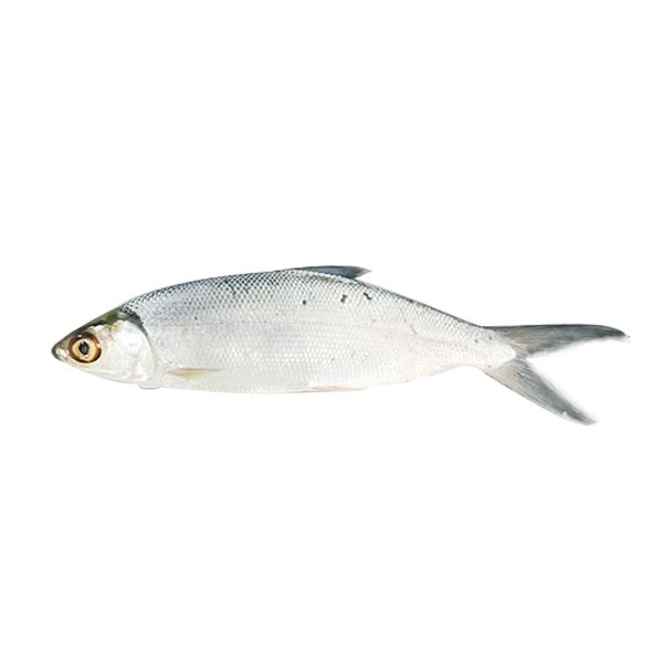 Jual IKAN FRESH BANDENG SUPER 300-350 GR | Shopee Indonesia