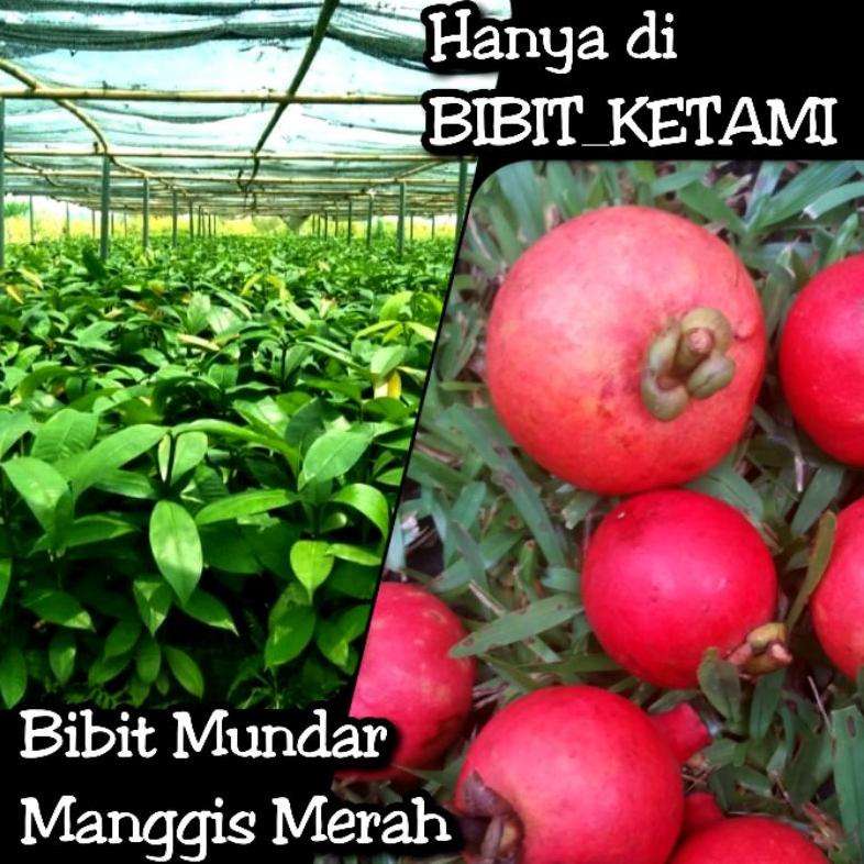Jual Kekinian - Bibit Mundar (Manggis Merah) - Kategori Standart ...