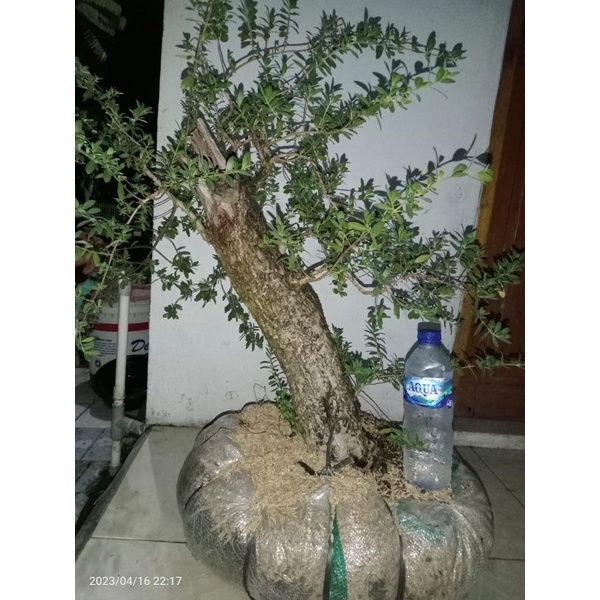 Jual Bahan Santigi | Shopee Indonesia