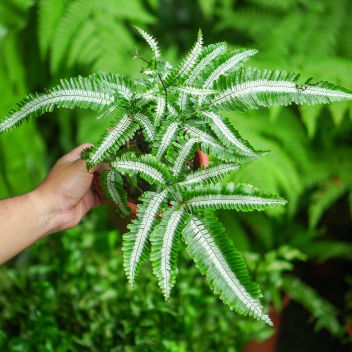 Jual PTERIS ARGYRAEA / PAKIS / FERN | Shopee Indonesia