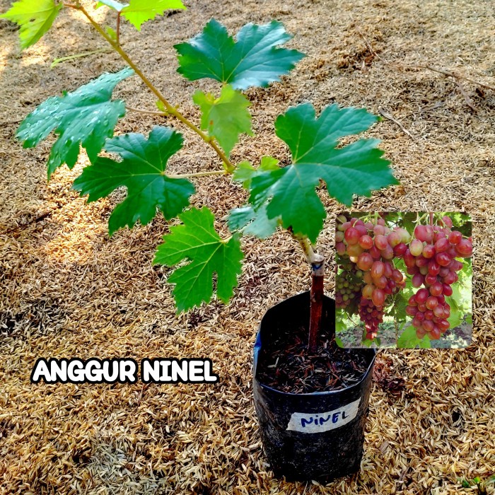 Jual Bibit Anggur Ninel Bibit Tanaman Buah Anggur Import Ninel Grafting ...