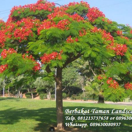 Jual Bibit Pohon Flamboyan Merah Delonix Regia Tree | Shopee Indonesia