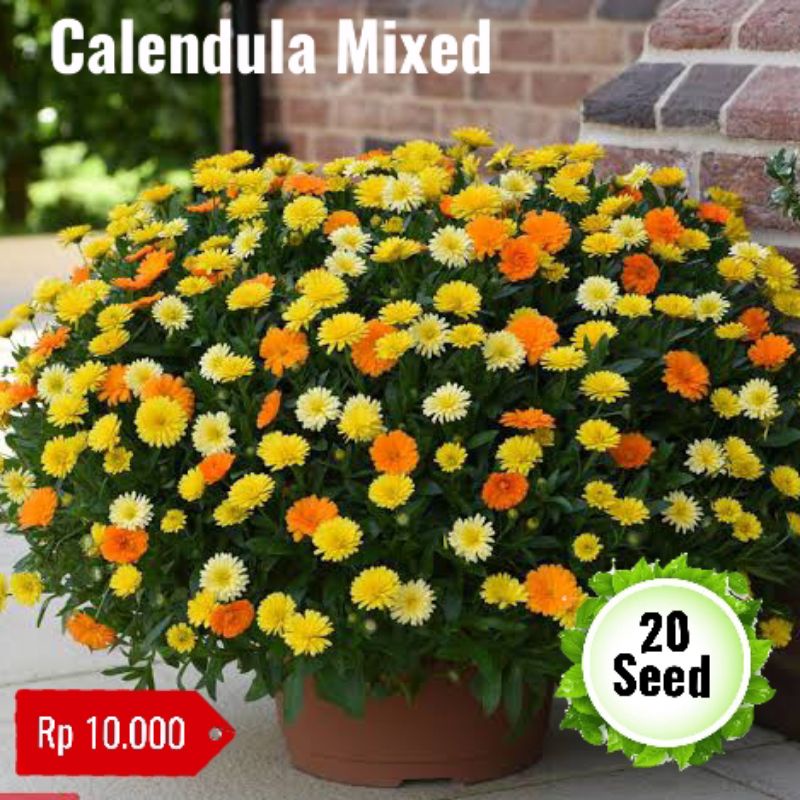Jual calendula Mixed 20 seed (benih biji tanaman bunga calendula ...