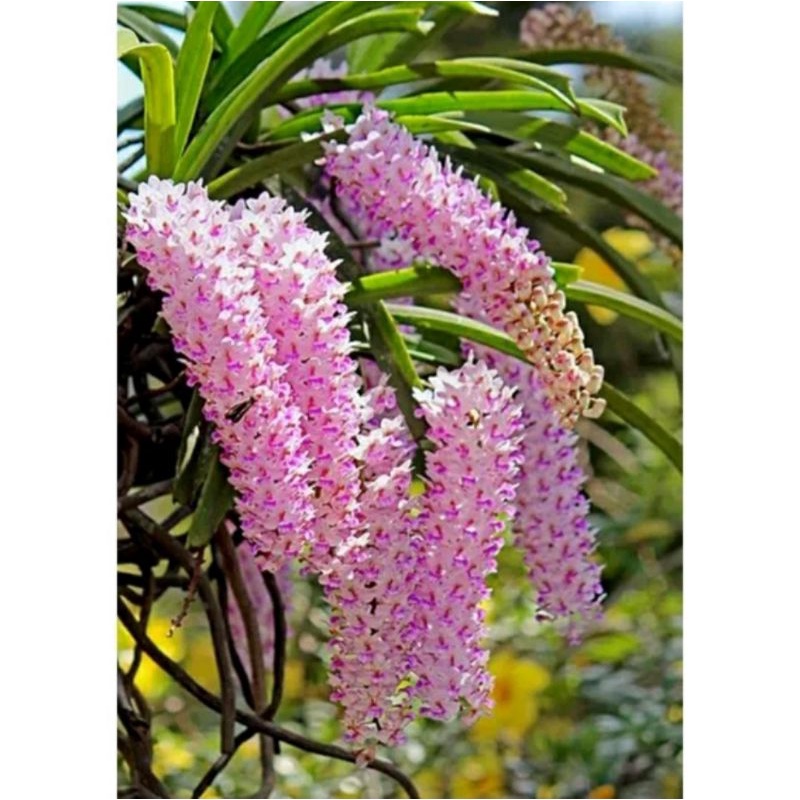 Jual Tanaman Anggrek Rhynchostylis gigantea | Ekor Tupai rajin berbunga ...