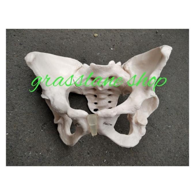 Jual Alat Peraga Tulang Panggul Wanita Adult Female Pelvis Phantom GL ...
