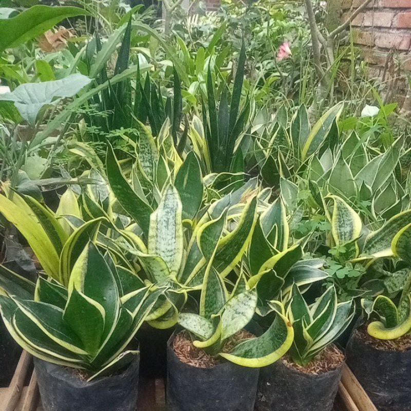 Jual tanaman nota live 1kg 10000-30000 | Shopee Indonesia