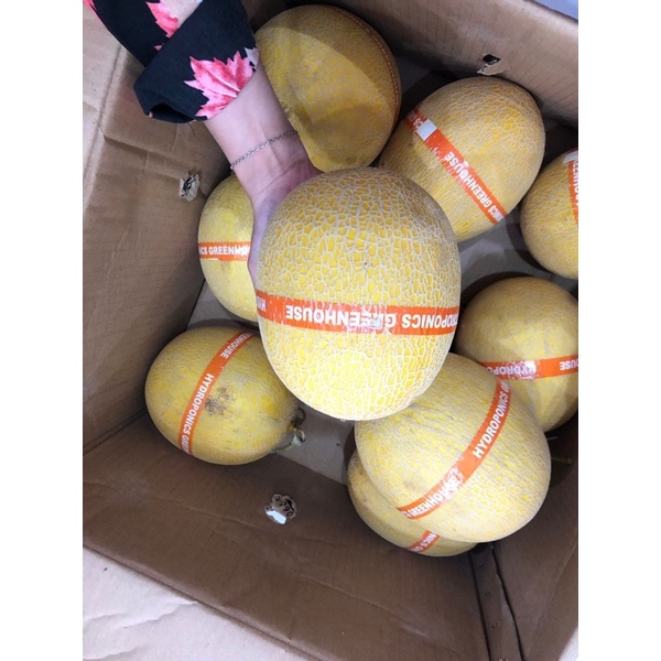 Jual buah melon hidroponik zebra , itanol & sakata manis | Shopee Indonesia