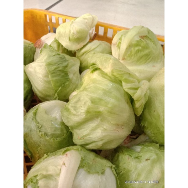 Jual sayur lettuce/ sayur kebab /head lettuce 1 kg | Shopee Indonesia