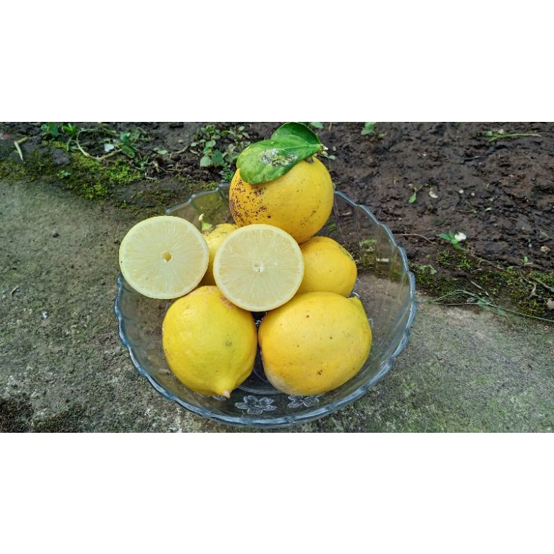 Jual BUAH LEMON SEGAR | 500 GRAM | Shopee Indonesia