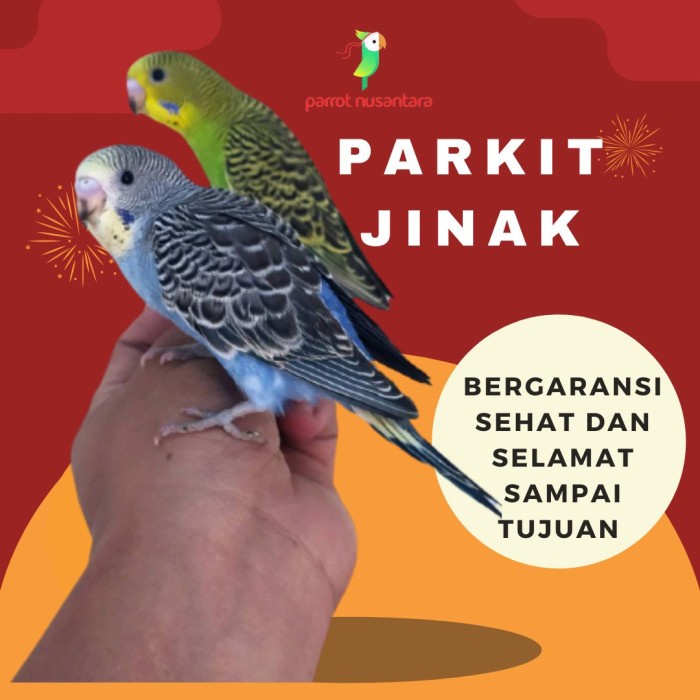 Jual Burung Parkit Jinak Terbaru | Shopee Indonesia