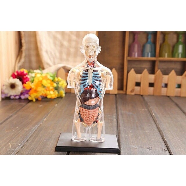 Jual MANEKIN PATUNG PERAGA 4D TRANSPARENT HUMAN TORSO HUMAN ANATOMY ...
