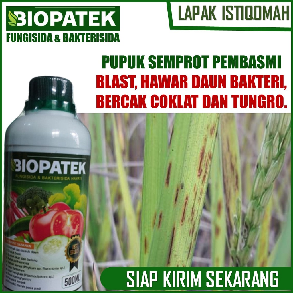 Jual (500 ML) OBAT TANAMAN PADI TERBAIK 500 ML ANTI BLAST, HAWAR DAUN ...