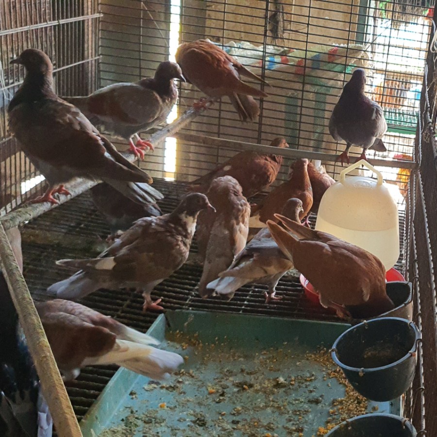 Jual merpati balap jawa | Shopee Indonesia