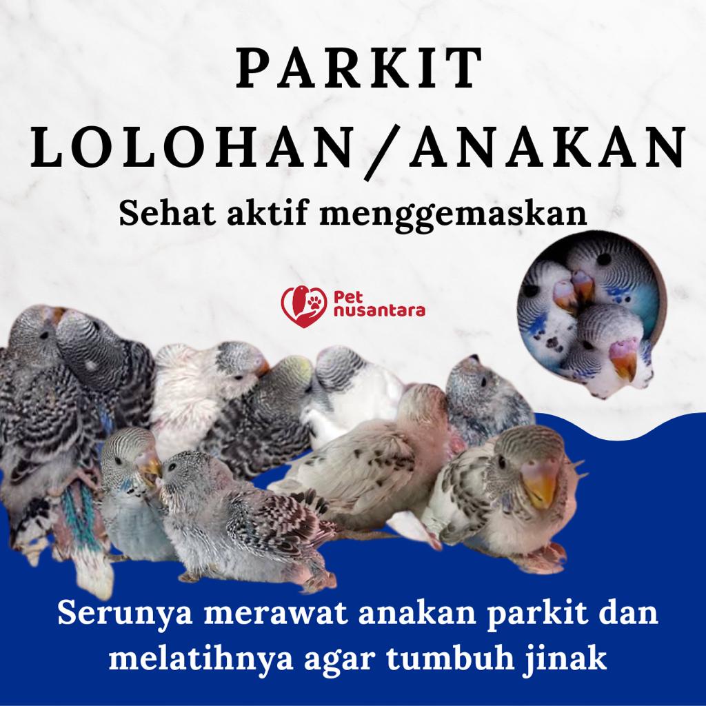 Jual PARKIT LOLOHAN BURUNG PARROT PARKIT ANAKAN WARNA LUTINO ALBINO ...