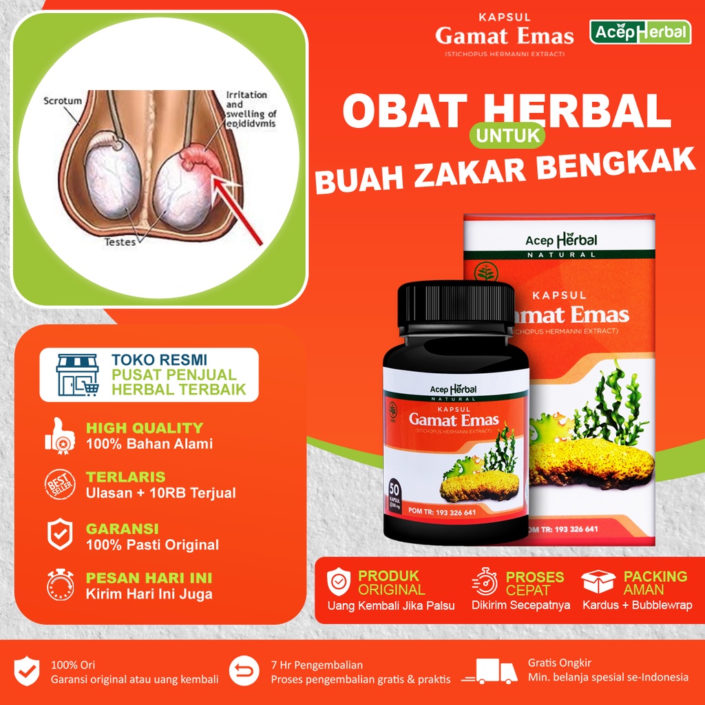 Jual Obat Buah Zakar Bengkak Sebelah Kanan Kiri Hernia Varikokel di Buah Zakar Hidrokel Dewasa ...