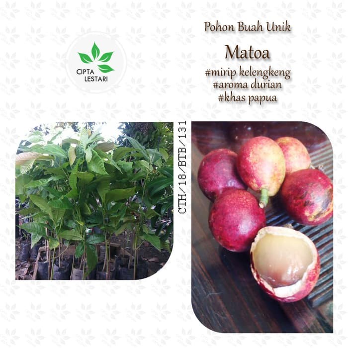 Jual Bibit Pohon Matoa - Buah Mirip Kelengkeng Aroma Durian - Khas ...