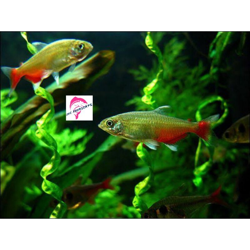 Jual Hiasan aquarium schooling tetra red belly aquascape | Shopee Indonesia