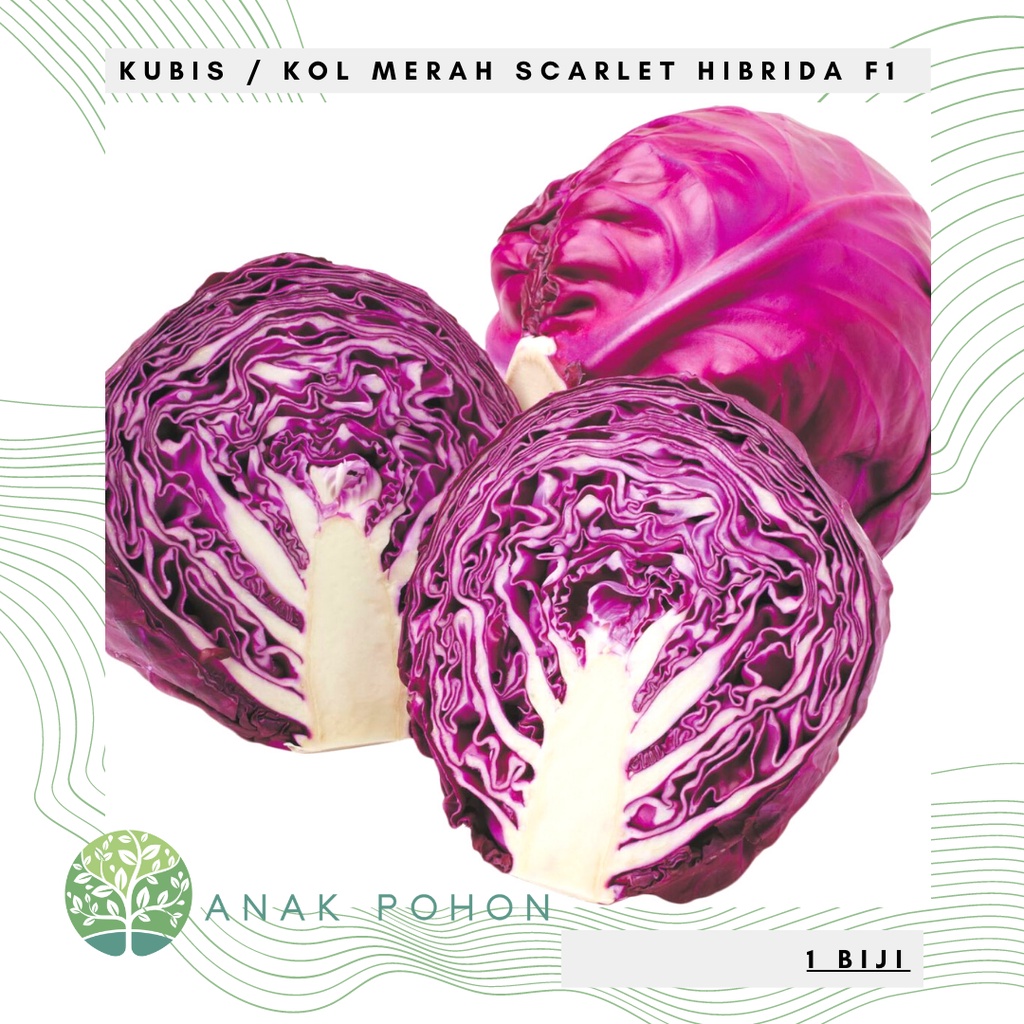 Jual Benih Bibit Biji - Kol Kubis Ungu Merah Scarlet Hibrida F1 - Panen ...