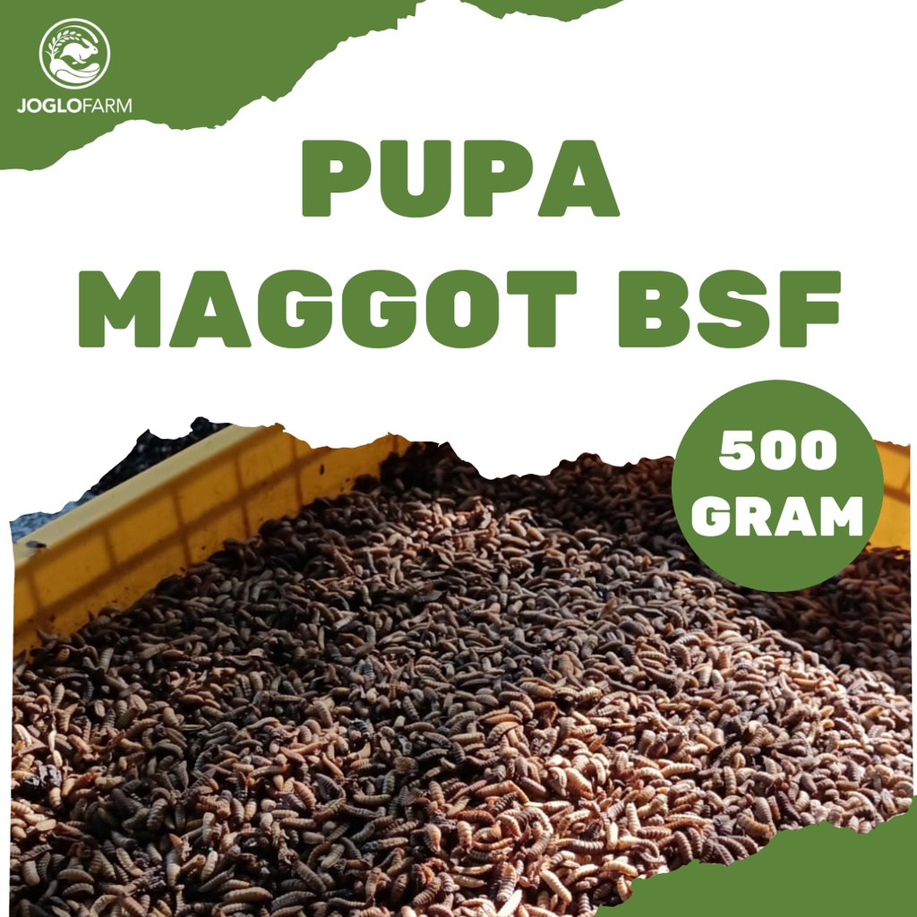 Jual PUPA MAGGOT | Shopee Indonesia