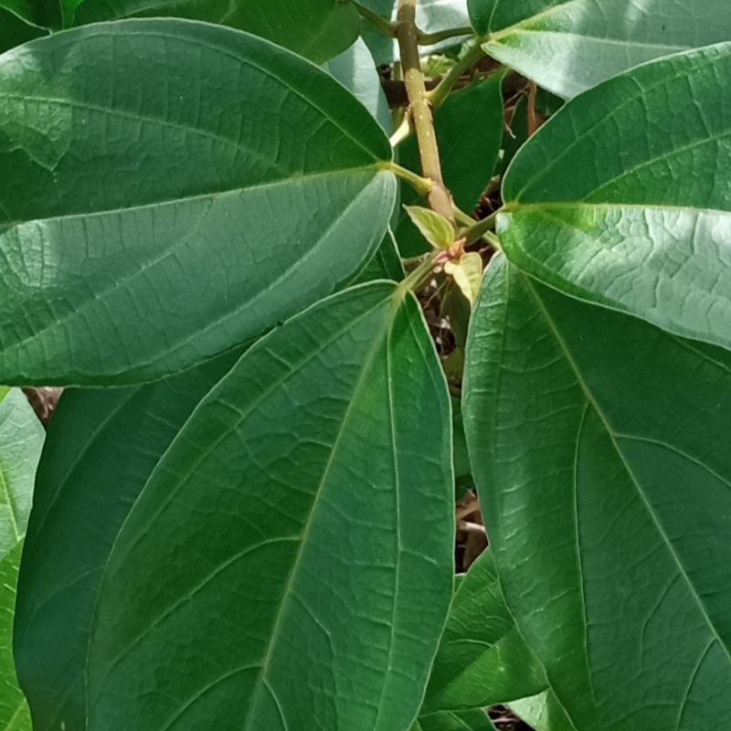 Jual Daun Cincau Hijau Cincau Perdu 1kg | Shopee Indonesia