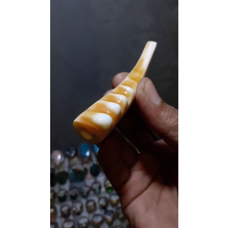Jual pipa piprok kerang laut bikin sejuk dibibir dan anti mabuk laut ...