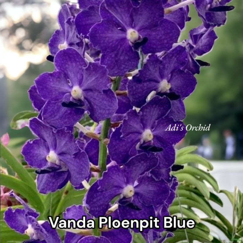 Jual Anggrek Vanda Premium - Van. Ploenpit Blue | Shopee Indonesia