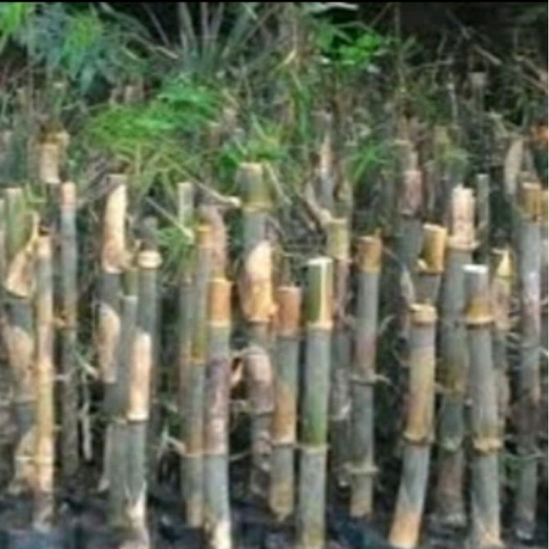 Jual Bibit bonggol bambu apus\bambu tali siap tanam | Shopee Indonesia