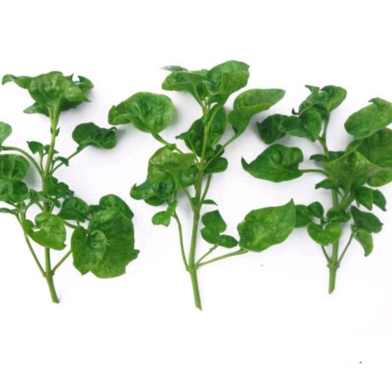 Jual bibit benih stek bayam brazil bayam lalap | Shopee Indonesia